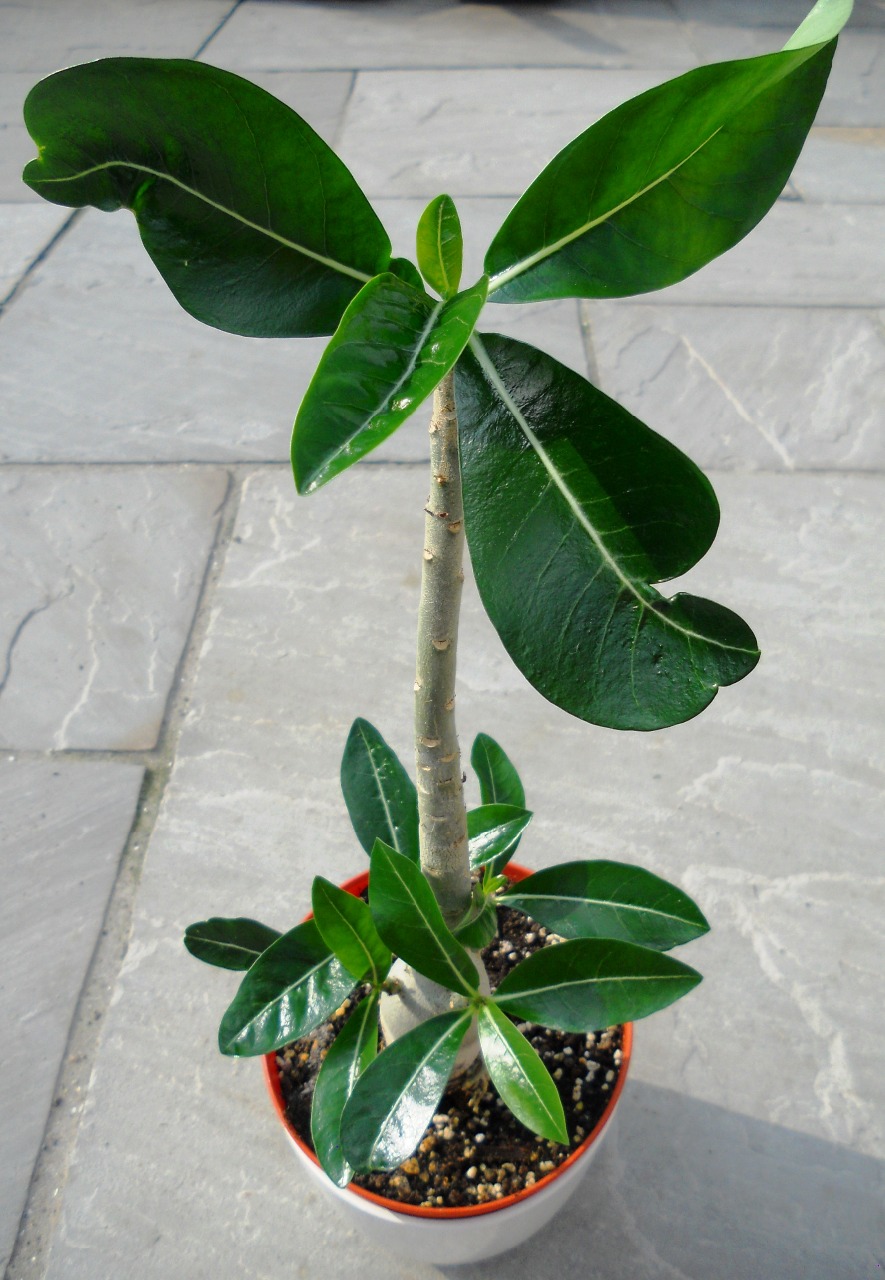 Weather Red :: Adenium With Love